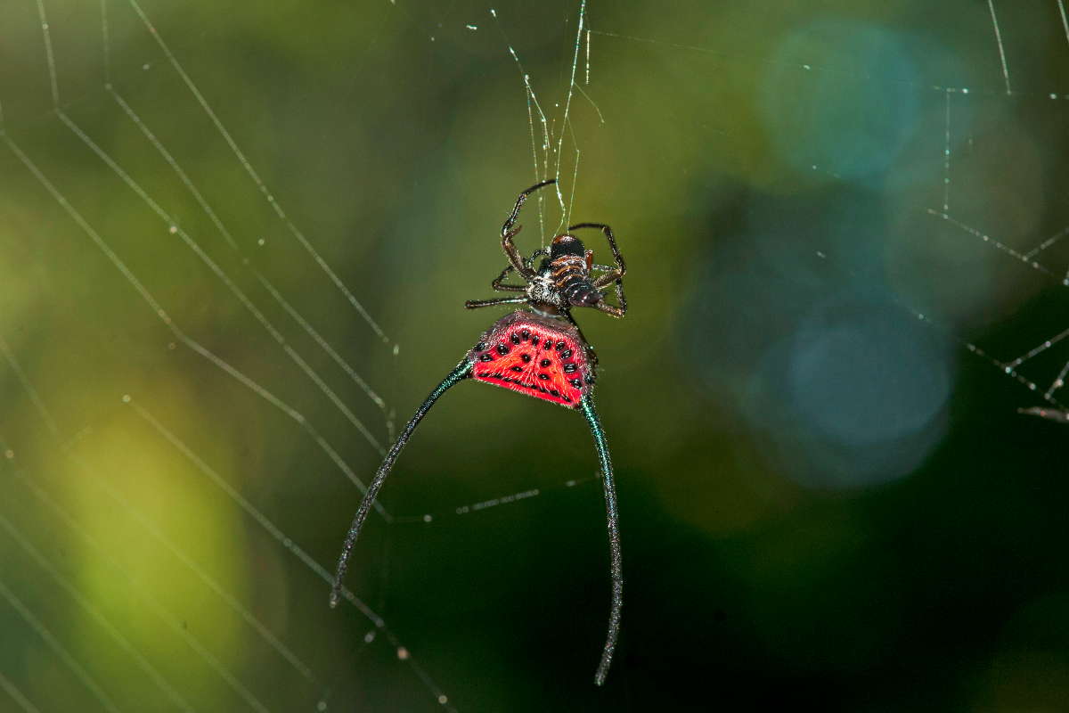 Zoological Survey of India