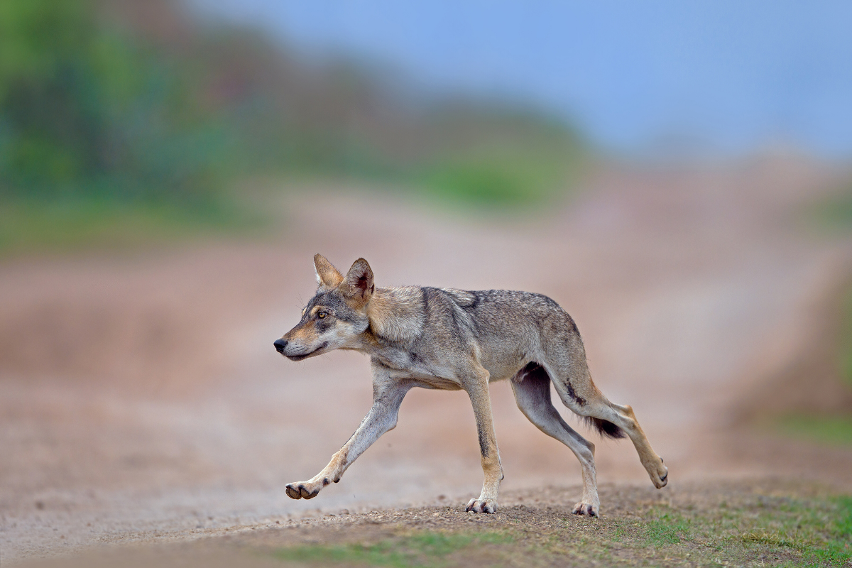 Zoological Survey of India